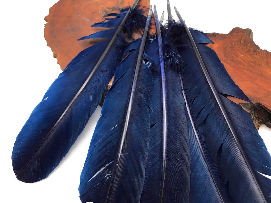 Turkey Feathers, 6 Pieces - Navy Blue Turkey Rounds Secondary Large ...
