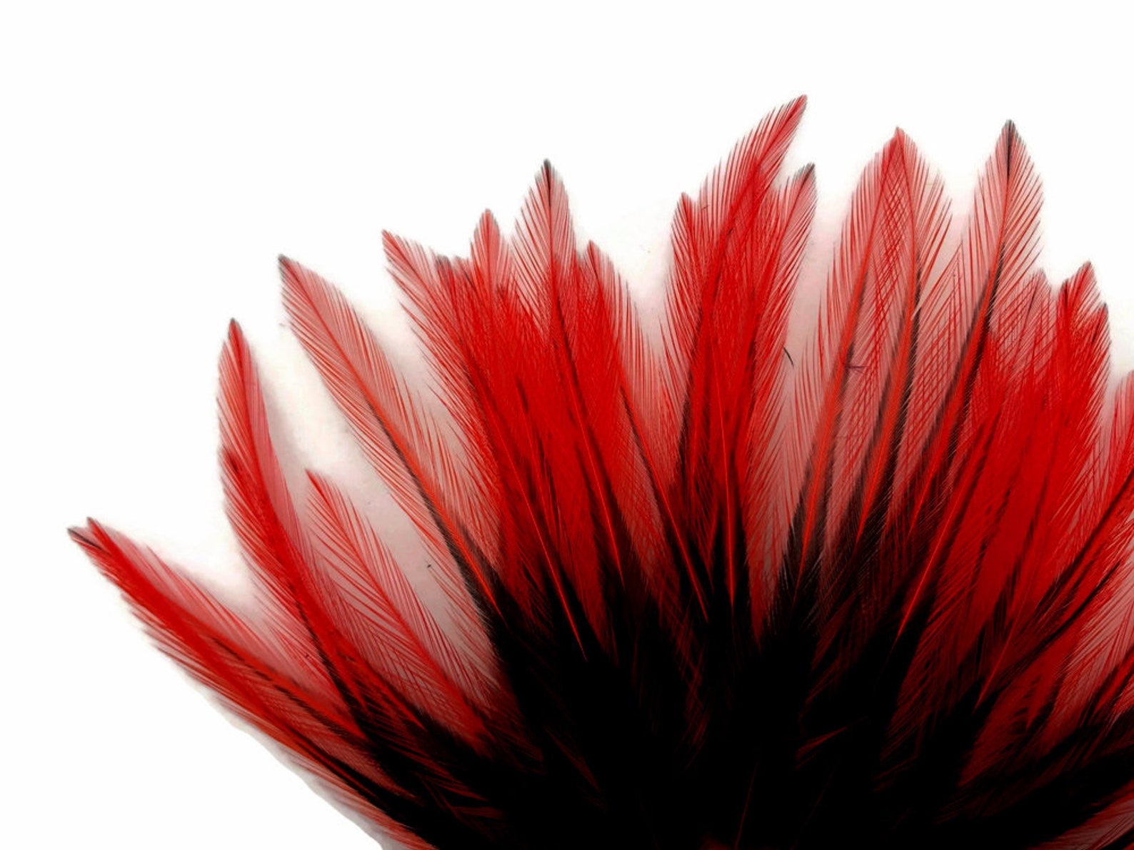 Red Laced Pointy Feathers, 10 Pieces - Red Dyed BLW Laced Short Rooster ...