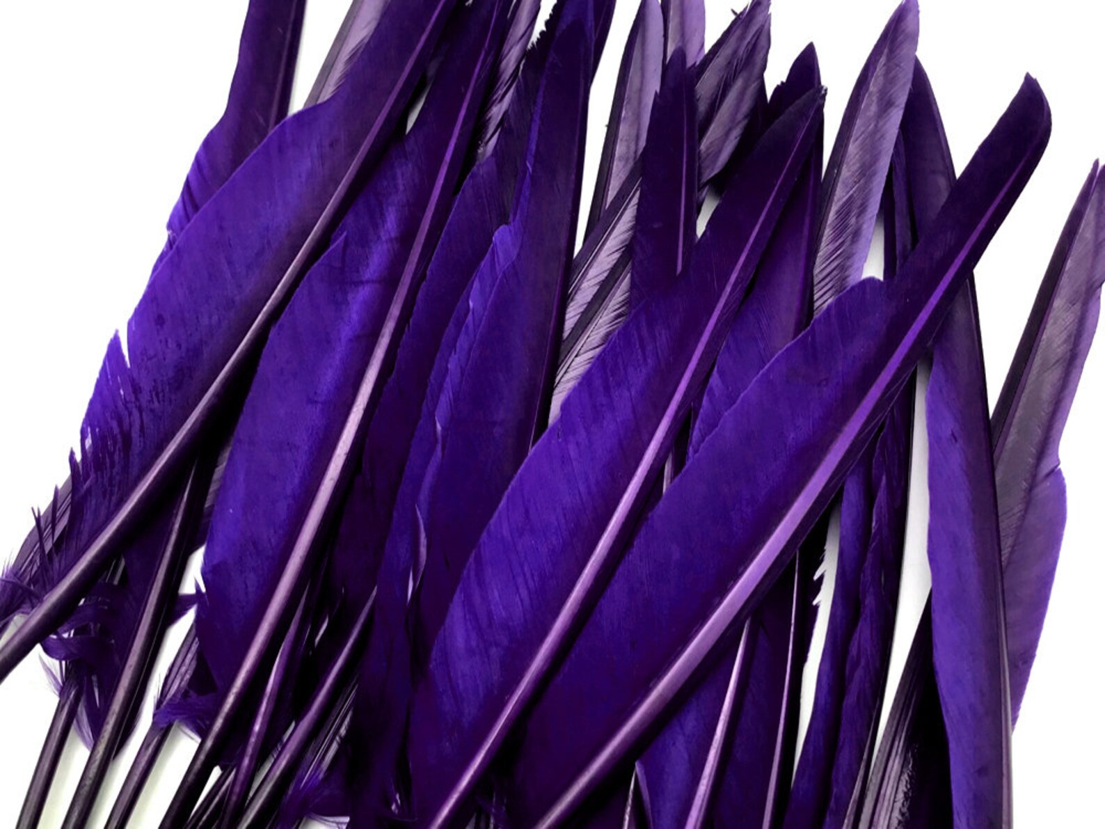 Wing Feathers, 1/4 Lb. - Purple Goose Pointers Long Primaries Wing ...