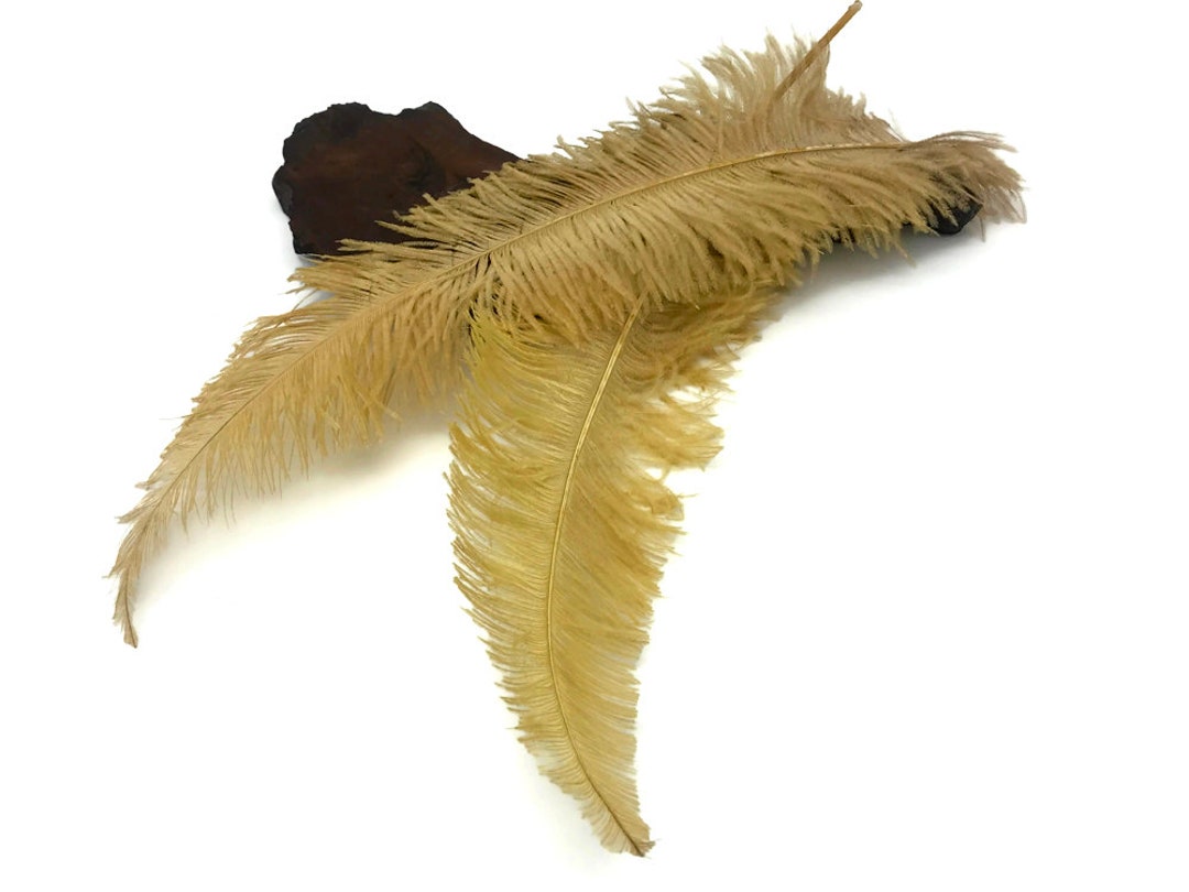 Super Long Feathers, 10 Pieces - 20-28" Antique Gold Ostrich Feather ...