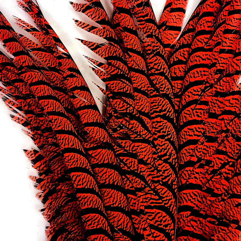 Zebra Feathers - Etsy