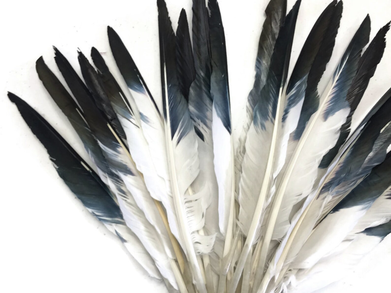 Eagle Feathers, 1/4 Lb. - Dyed Black Tipped Duck Pointer Primary Wing ...