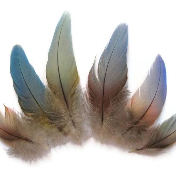 Rare Feathers - Etsy