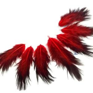 Fluffy Feathers, 1 Dozen - Solid Red & Black Rooster Chickabou Fluff ...