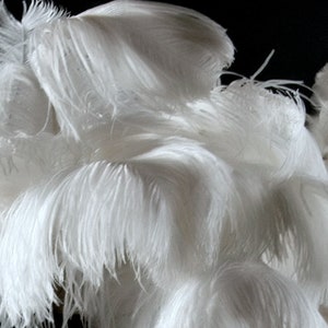 Large Feathers, 10 Pieces - 18-24" White Prime Grade Large Ostrich Wing ...