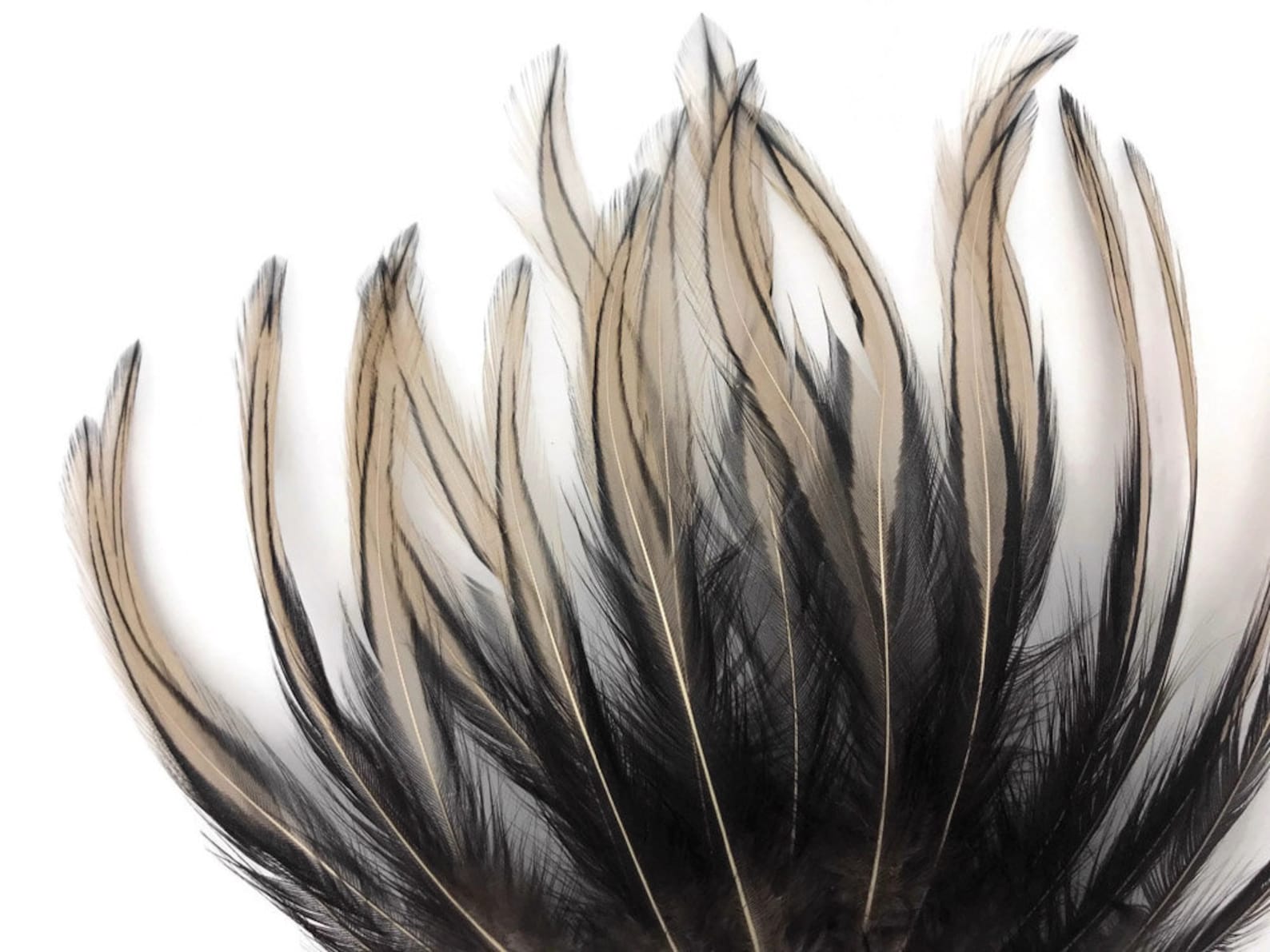 Tan Laced Pointy Feathers, 10 Pieces - Tan Dyed BLW Laced Long Rooster ...