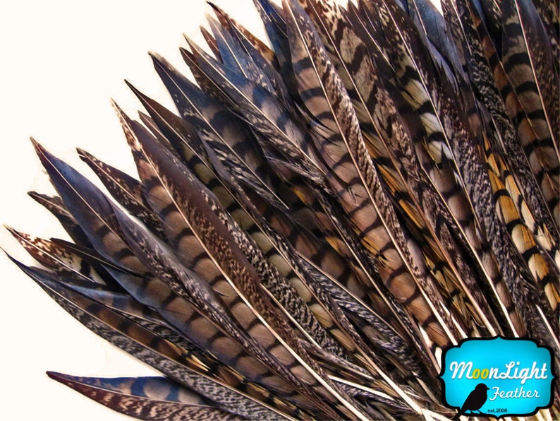 Plumas de faisán 50 piezas 18-20 NATURAL Lady Amherst - Etsy España