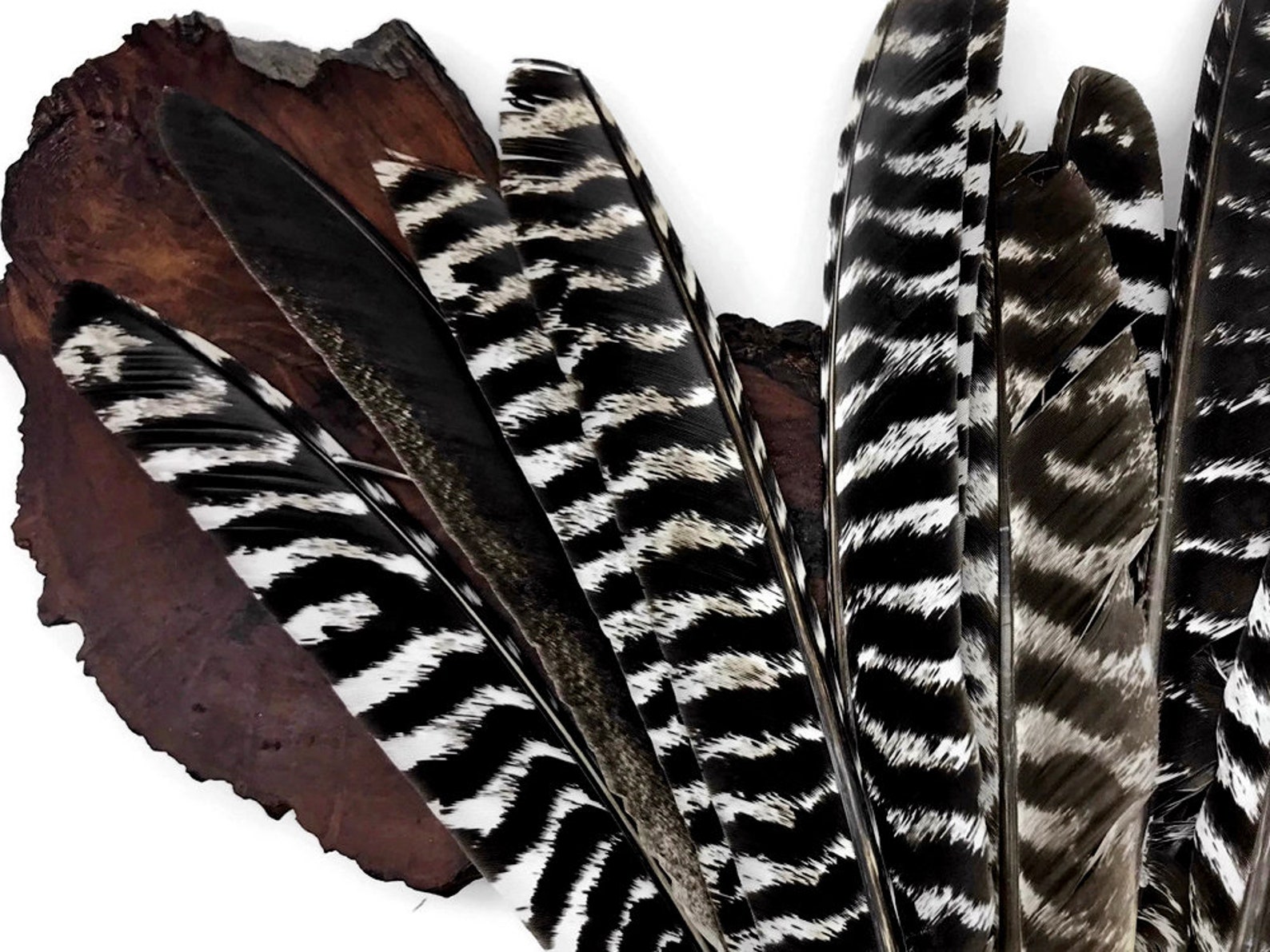 Wild Feathers, 50 Pieces - Natural Barred Wild Turkey Merriam Primary ...