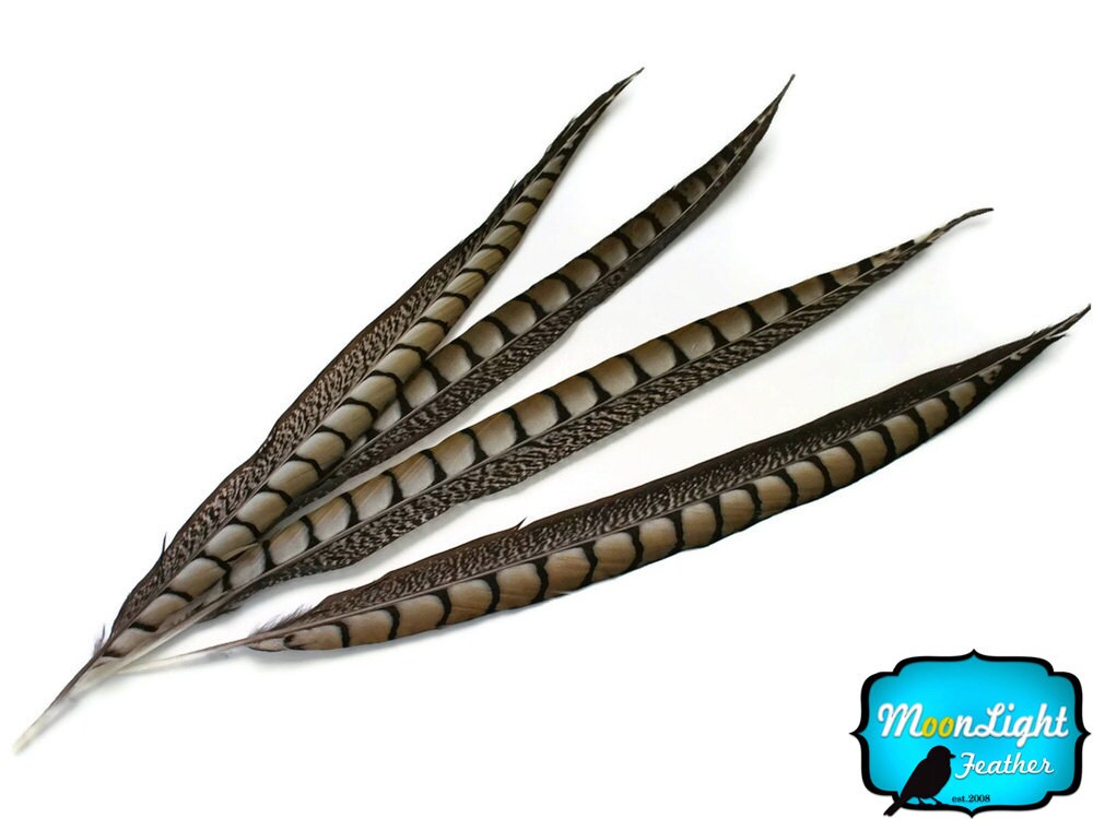 Long Feathers 10 pieces 14-16 NATURAL Lady Amherst | Etsy