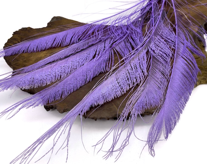 Rare Feathers, 10 Pieces Electric Blue Iridescent Peacock Round Plumage ...