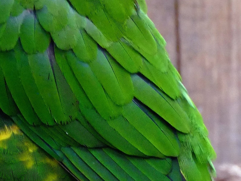 Parrot Feathers, 4 Pieces - Natural Green Amazon Parrot Wing Feathers ...
