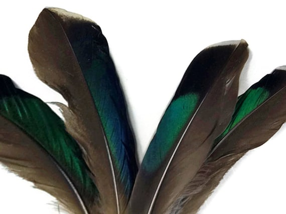 Mallard Feather