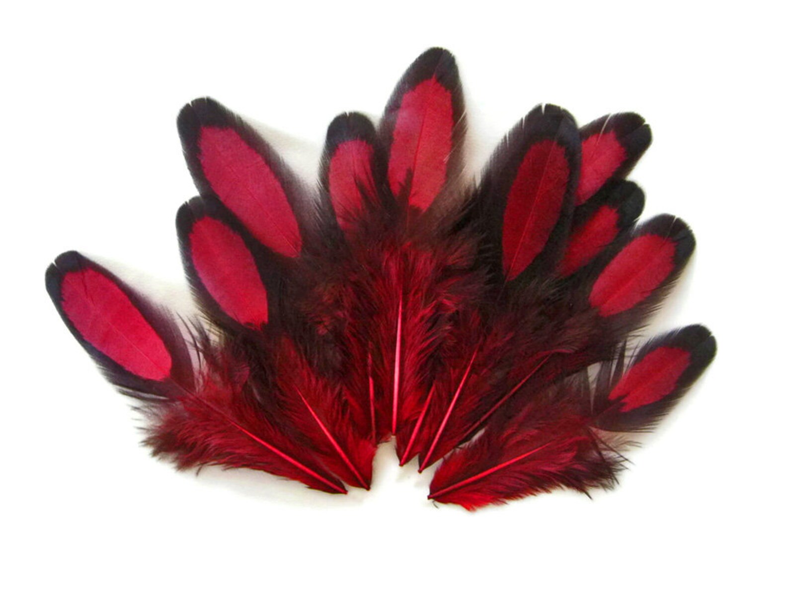 Love Drop Feathers, 1 Dozen - Claret Red Whiting Farms Laced Hen Saddle ...