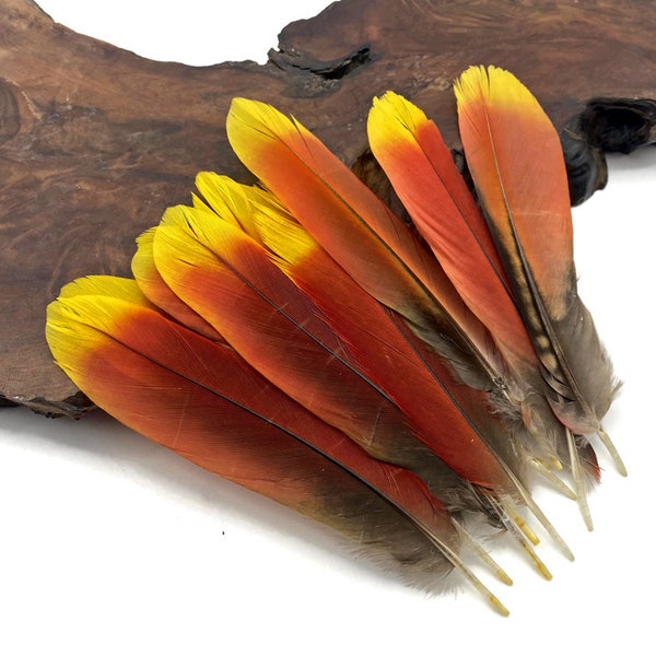 Exotic Feathers - Etsy