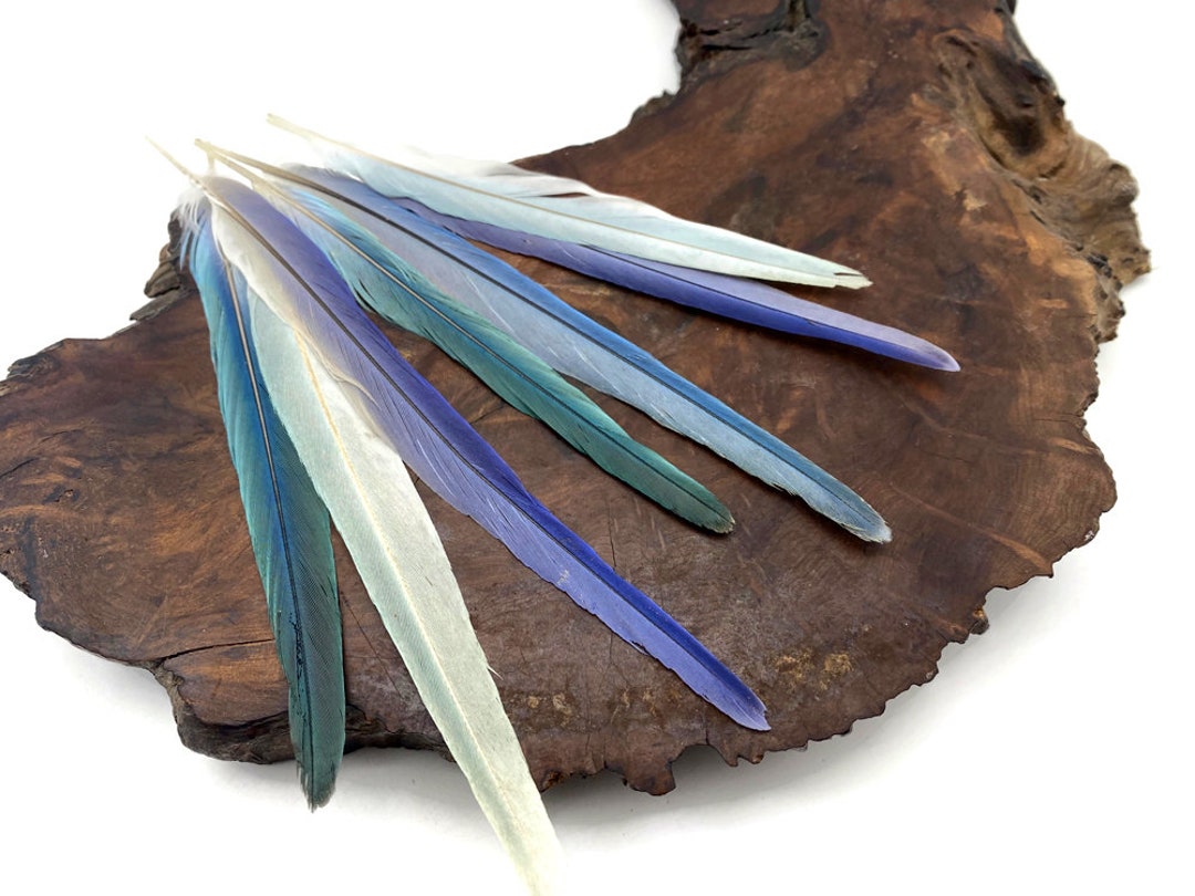 4 Pieces - Light Blue Mix Cockatiel Tail Ethically Sourced Feather ...
