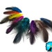 Rooster Feathers, 1 Pack - COLORFUL Mix Hen Saddle Half Bronze Feathers ...