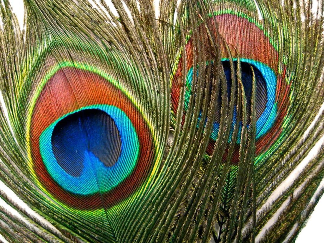 10 Pieces - 30-35" Natural Long Iridescent Peacock Tail Eye Feather ...