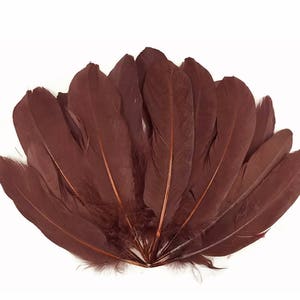 Goose Feathers, 1 Pack - Brown Goose Satinettes Loose Wing Quill ...