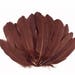 Goose Feathers, 1 Pack Brown Goose Satinettes Loose Wing Quill Feathers ...