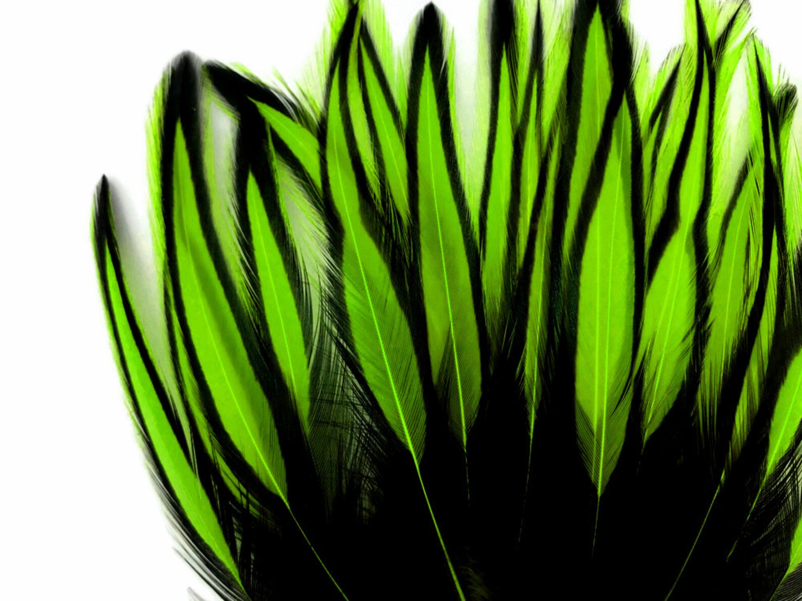 Rooster Feathers 10 Pieces Lime Green Dyed BLW Laced Long - Etsy