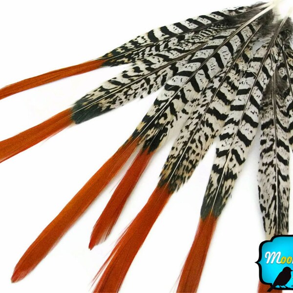Zebra Feathers - Etsy