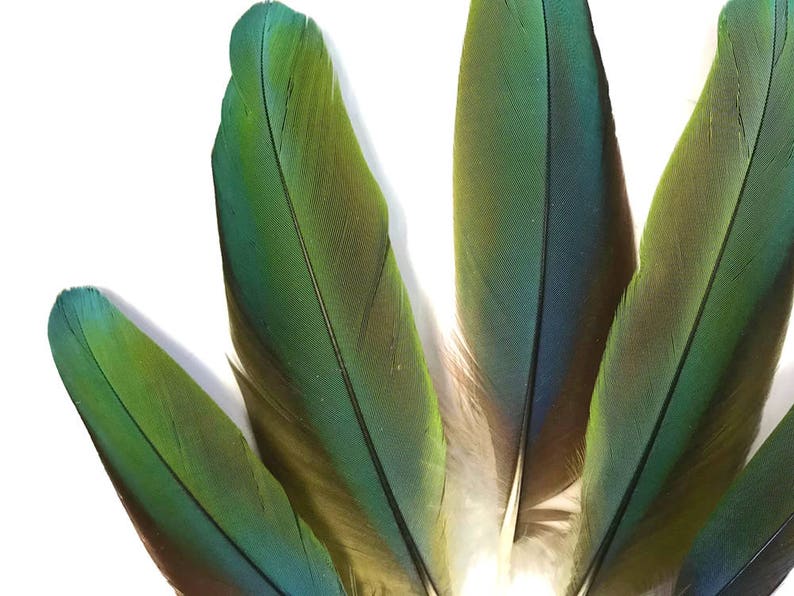 Rare Feathers, 4 Pieces - Iridescent Green and Yellow Greenwing Macaw ...