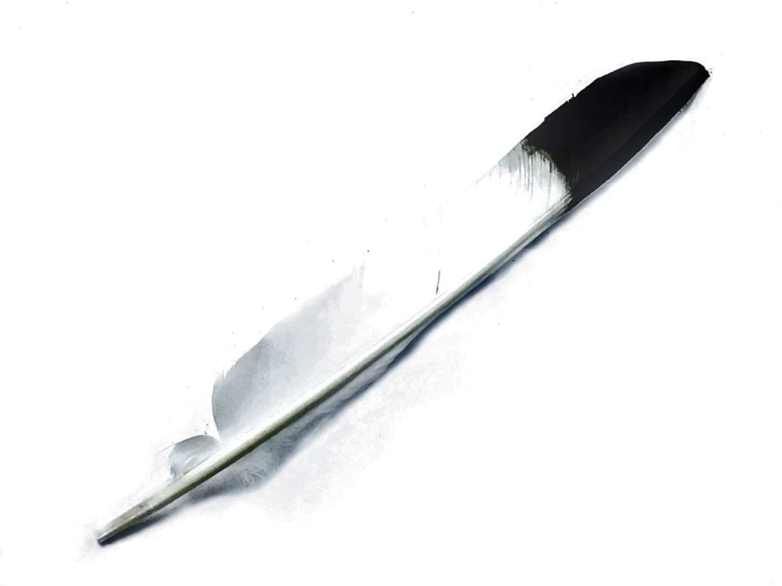 Eagle Feathers, 6 Pieces - Black Tipped Turkey Pointers 'imitation ...