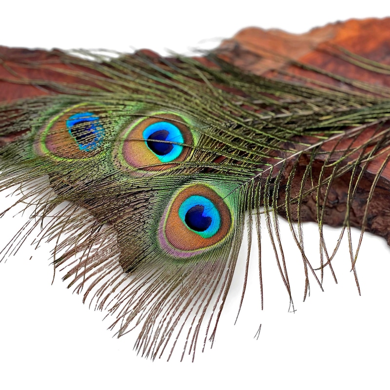 Buy Small Natural Peacock Feathers Online In India - Etsy India