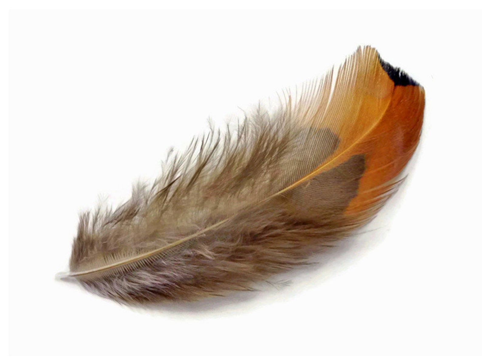 USA Pheasant Feathers 1 Pack Gold Ringneck Pheasant Plumage | Etsy