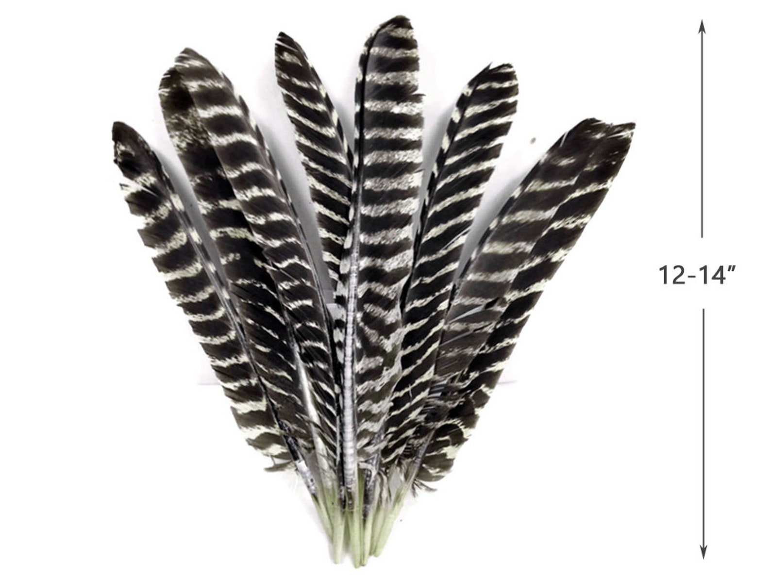 Wild Feathers, 50 Pieces - Natural Barred Wild Turkey Merriam Primary ...