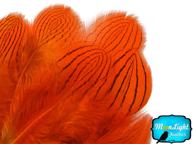 Real Craft Feathers, 1 DOZEN - ORANGE Silver Pheasant Plumage Feathers ...