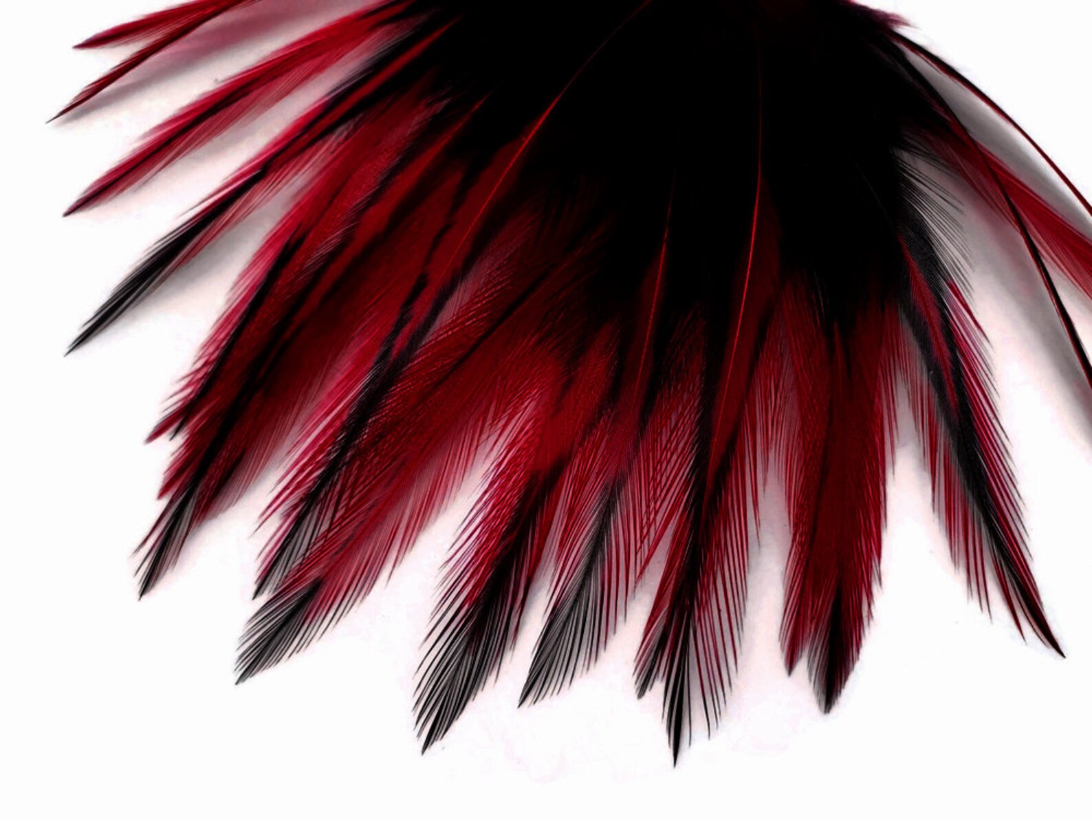 Red Laced Pointy Feathers, 10 Pieces - Claret Dyed BLW Laced Short ...