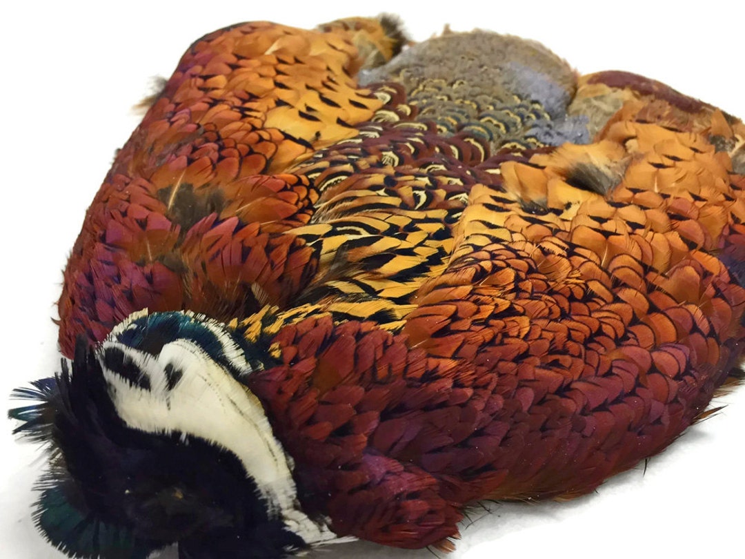 Feather Supply, 1 Piece - COMPLETE NATURAL Ringneck Pheasant Skin Pelt ...