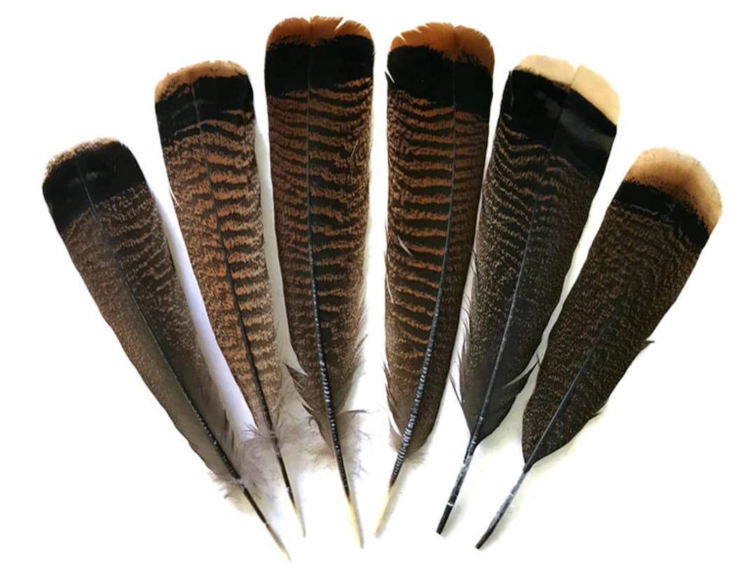 USA SELLER, 50 Pieces - Natural Black & Brown Wild Merriam Turkey Tail ...