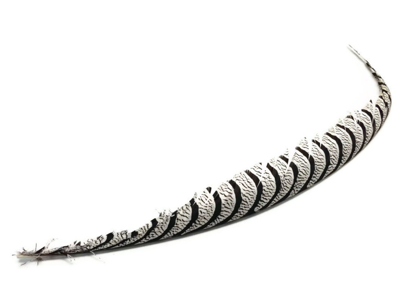 5 Pieces - 30-35" Natural Zebra Black and White Lady Amherst Pheasant ...