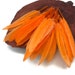 Duck Feathers, 1 Pack - Orange Duck Cochettes Loose Feathers 0.30 Oz ...