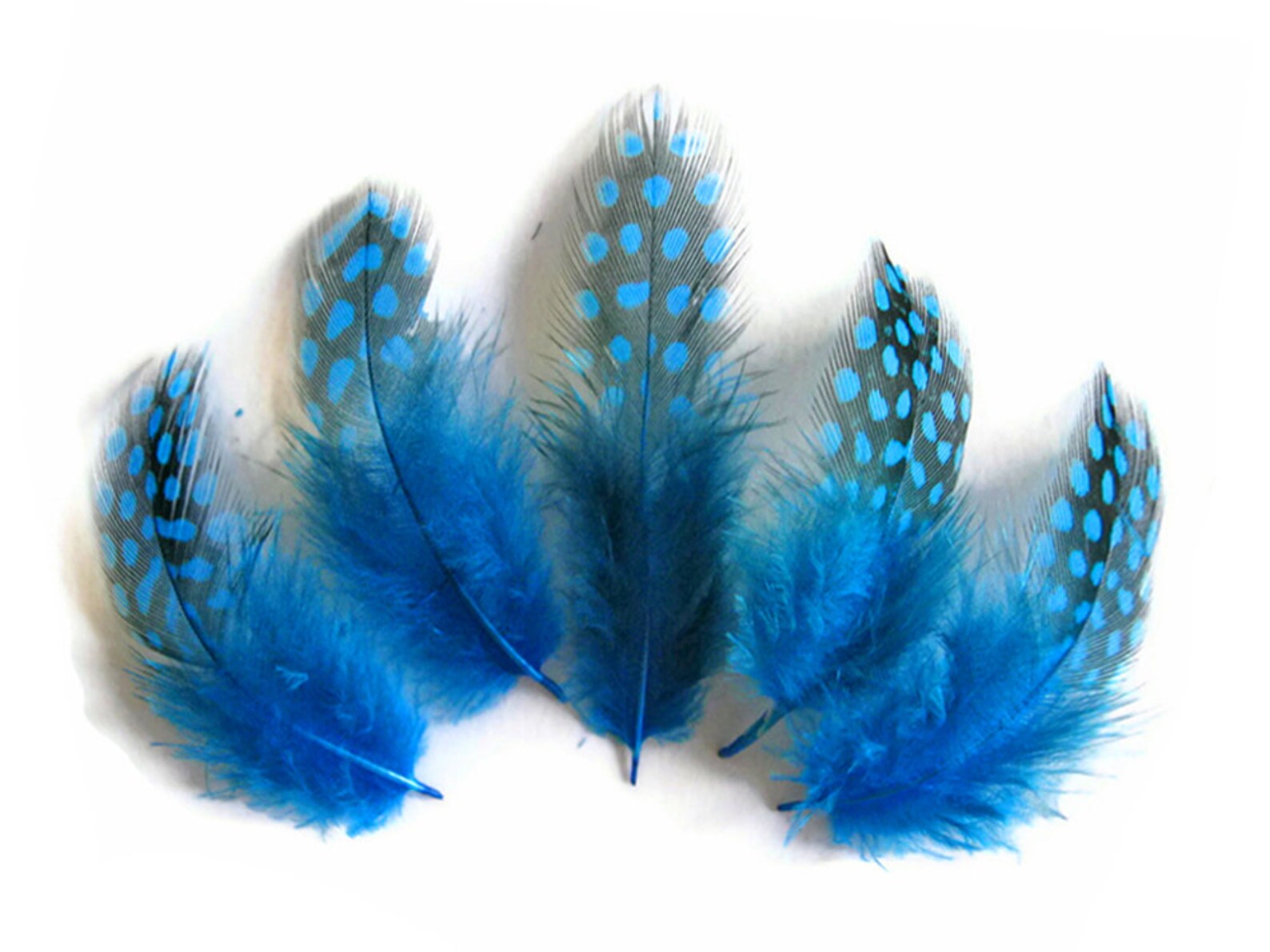 Polka Dot Feathers, 1 Pack - Turquoise Blue Guinea Hen Polka Dot ...