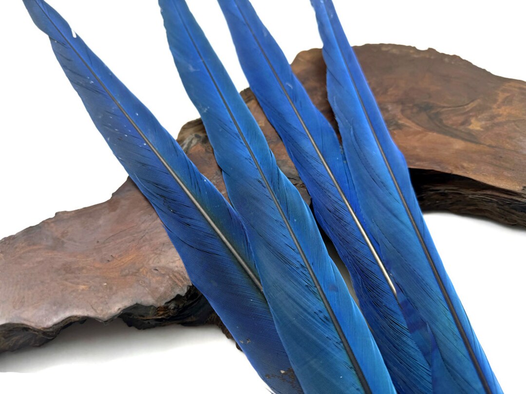 Set of 4 Tails Feathers 21-26 Iridescent Blue & Yellow Macaw Tail ...