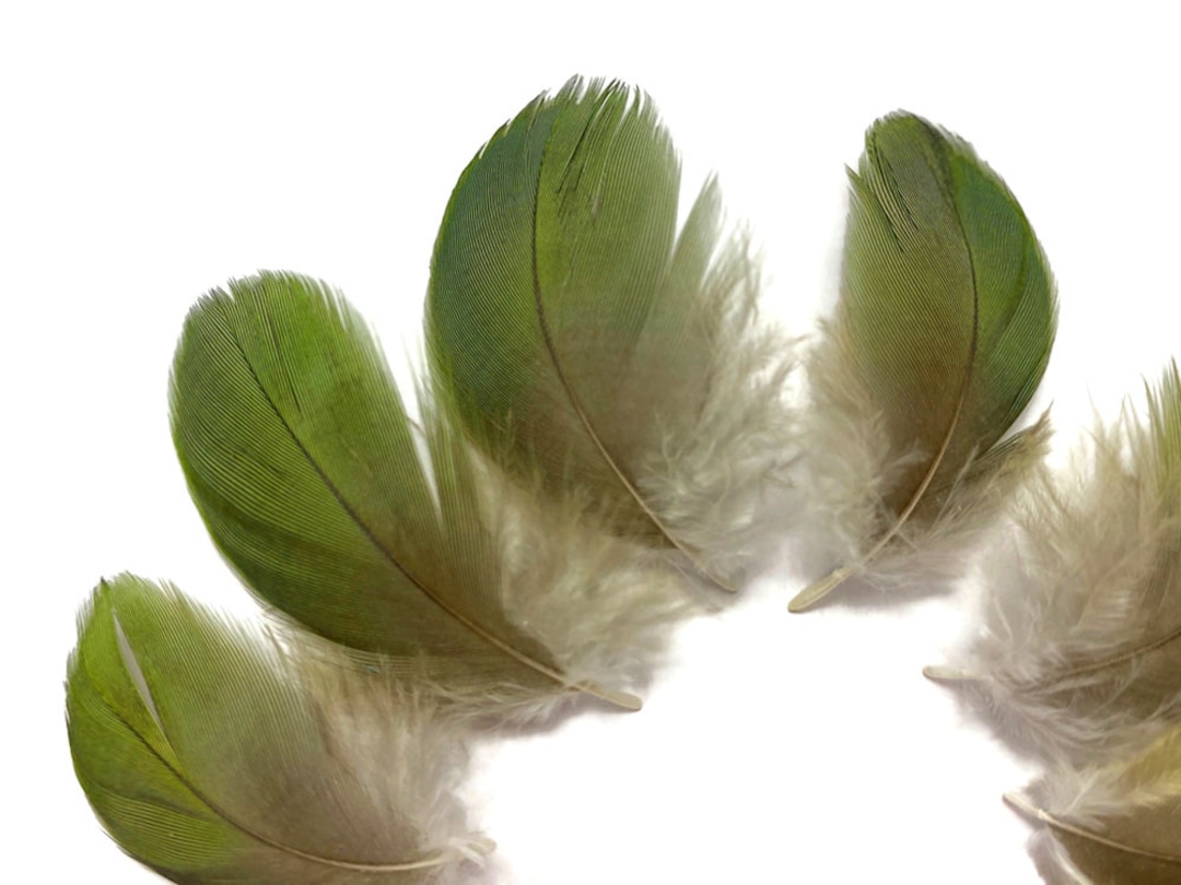 Rare Feathers, 6 Pieces - Small Natural Green Amazon Parrot Body ...