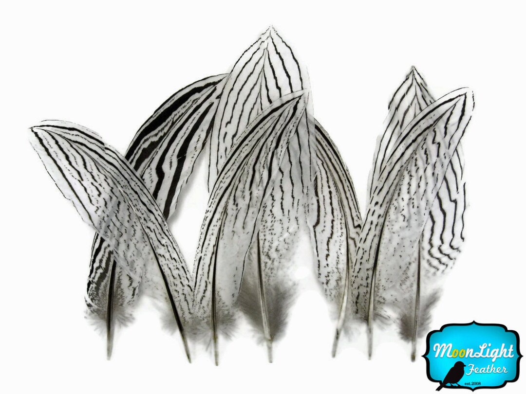 Tail Feathers, 10 Pieces - 6-8" NATURAL SILVER Tail Pheasant Feathers ...