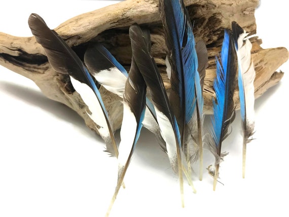 Rare Feathers 10 Pieces Natural Light Blue Common - Etsy