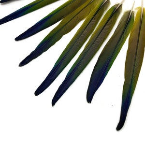 4 Pieces - Tri Color Ombre Conure Parrot Pointed Tail Feathers - Rare ...