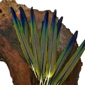 4 Pieces - Tri Color Ombre Conure Parrot Pointed Tail Feathers - Rare ...