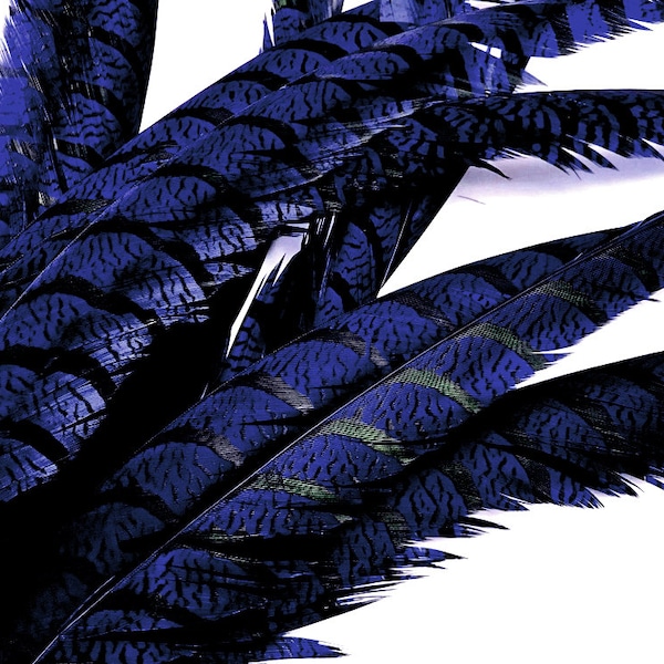 Zebra Feathers - Etsy