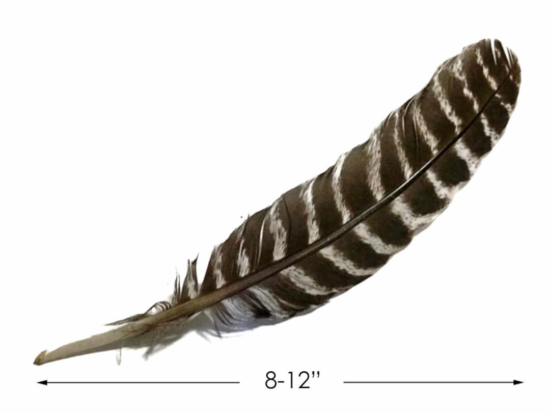 Wild Turkey Feathers, 6 Pieces - Natural Barred Wild Turkey Rounds ...