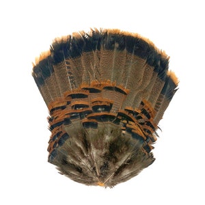 1 Complete Tail Fan - Grade A Natural Brown Merriam Wild Turkey Tail ...