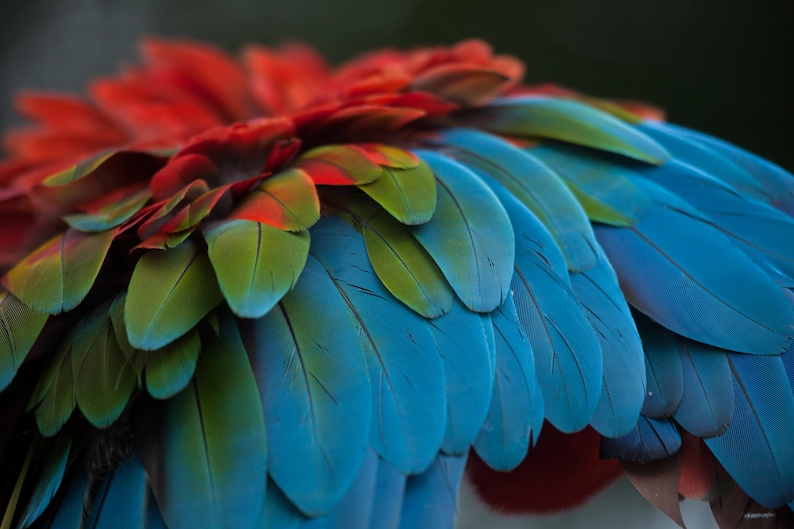 Rare Feathers 4 Pieces Iridescent Green and Yellow | Etsy