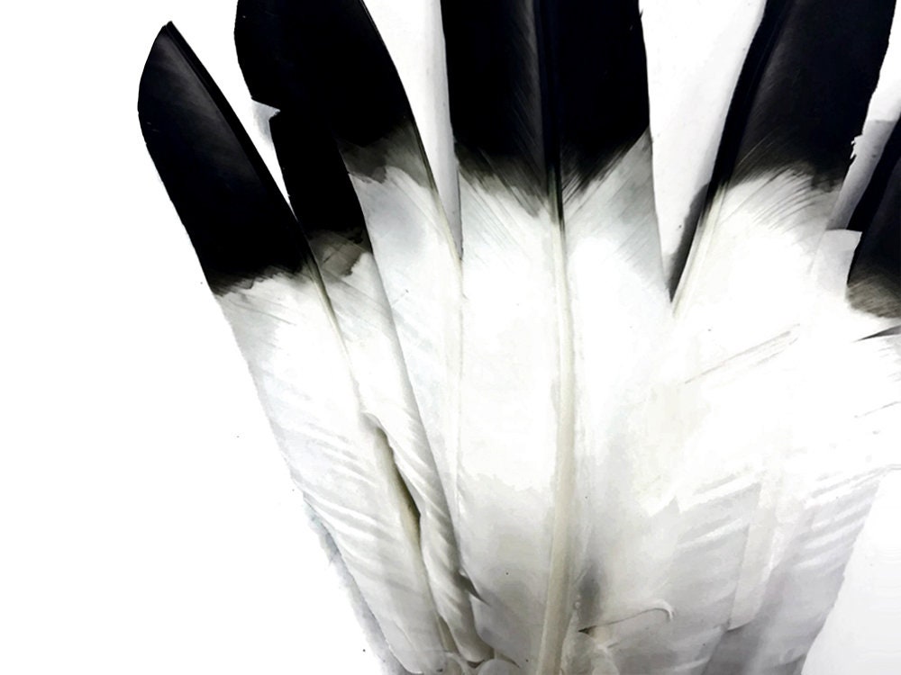 Eagle Feathers, 6 Pieces - Black Tipped Turkey Pointers 'imitation ...