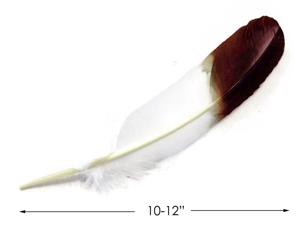 Eagle Feathers 6 Pieces Brown Tipped Imitation | Etsy