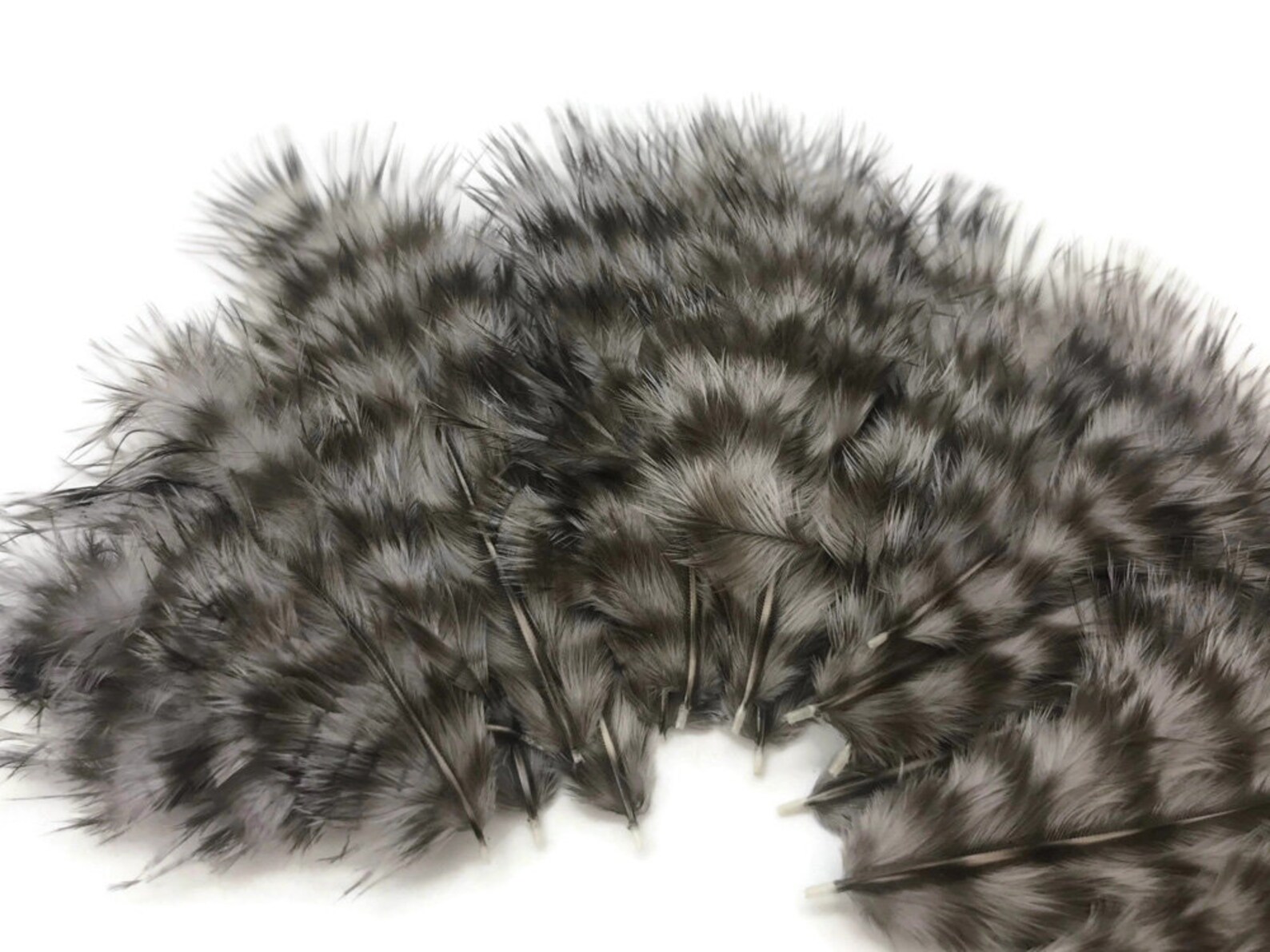 Small Feathers 1 Dozen Grey Dun Grizzly Rooster Chickabou | Etsy